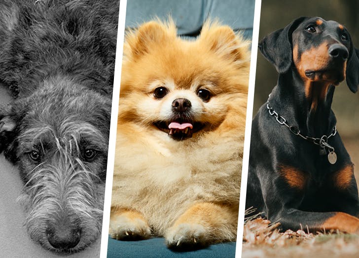 Stay Enjoy With The Lovable Pets In The Home | Tencent Ticker